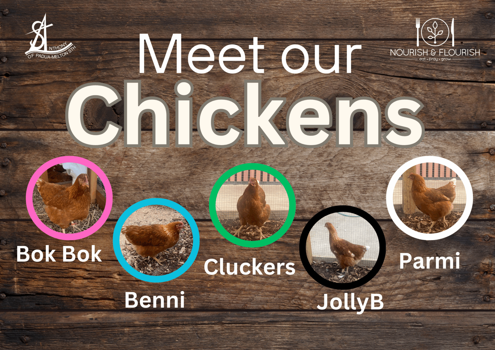 Meet our Chickens – St Anthony's Primary School